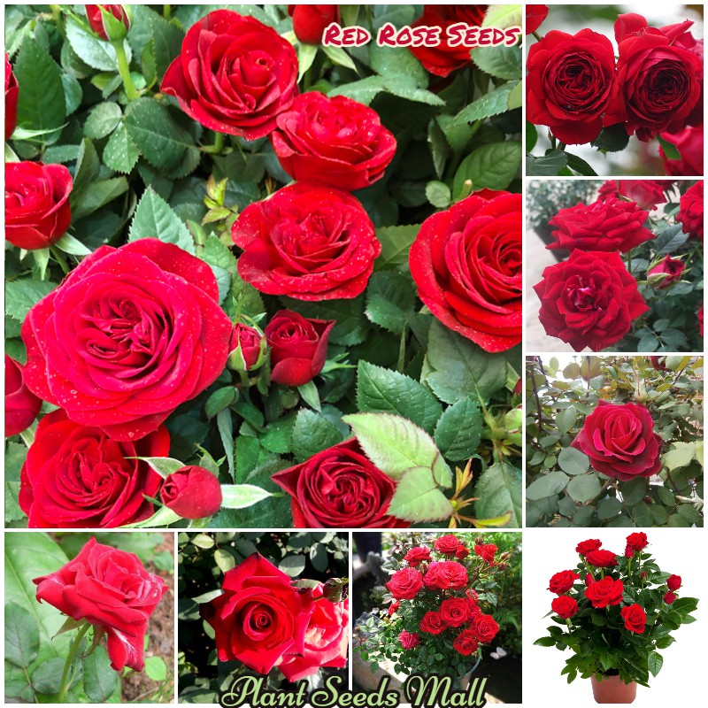 [High Germination] Good Quality Red Rose Seeds for Sale (200 seeds/pack ...