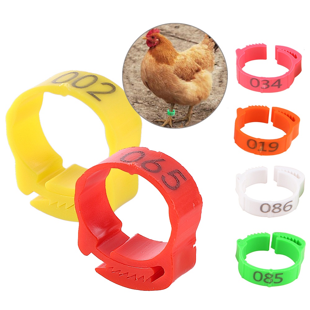 100pcs Chicken Leg Band Ring Multicolor Poultry Leg Band for Chicken ...