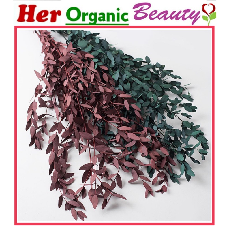 Dried EUCALYPTUS PARVY (PARVI) Leaves #Dried Flower APL | Shopee ...