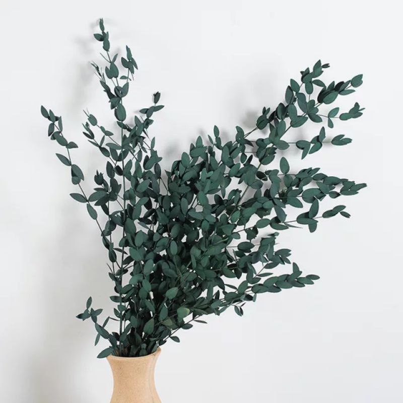 Dried EUCALYPTUS PARVY (PARVI) Leaves #Dried Flower | Shopee Philippines