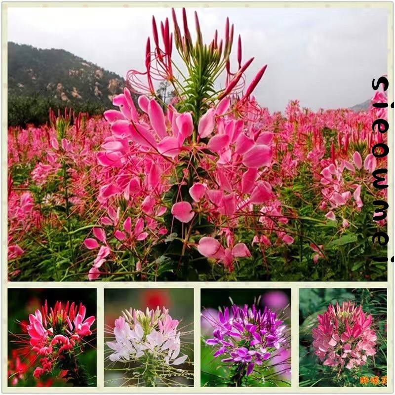 Flower Seeds Rama-Rama/Flower seeds Butterfly Mix 花种子 混色醉蝴蝶 | Shopee ...