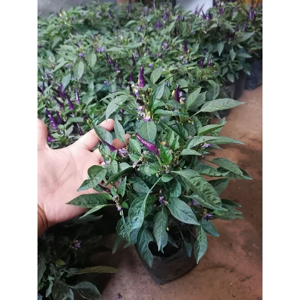Korean Sili (violet) Luzon area | Shopee Philippines