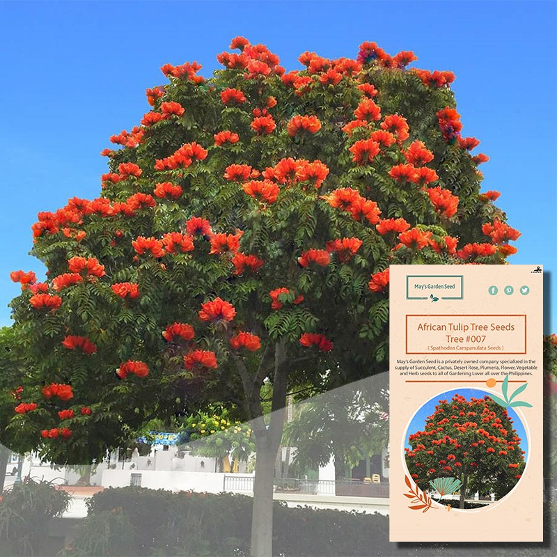 African Tulip Tree Seeds, Sirit-Sirit Tree Seeds, Spathodea Campanulata ...