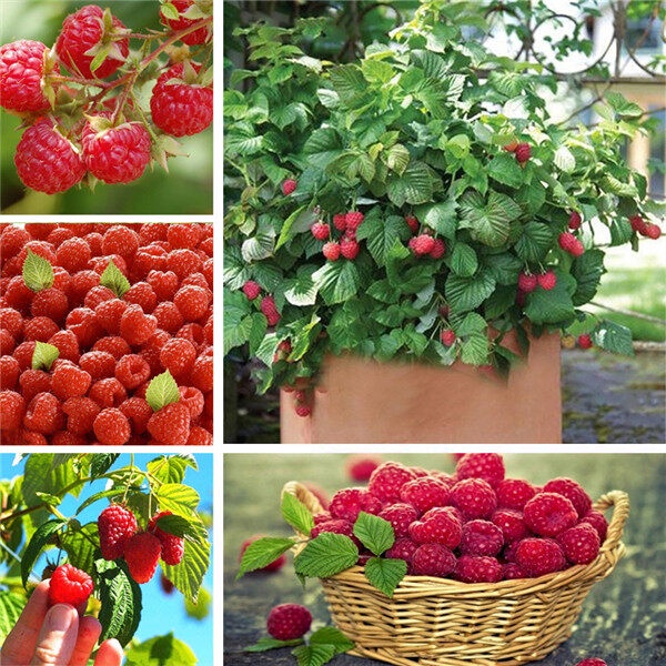 1000pcs Rare Delicious Raspberry Fruit Seeds Sweet Juicy Raspberries ...