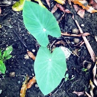 Shop gabi gabi plant for Sale on Shopee Philippines