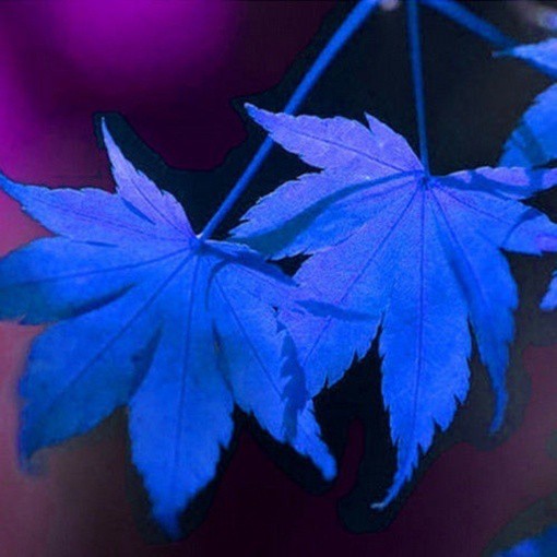 20Pcs Rare Japanese Blue Maple Tree Seeds Bonsai Tree Seeds Species ...