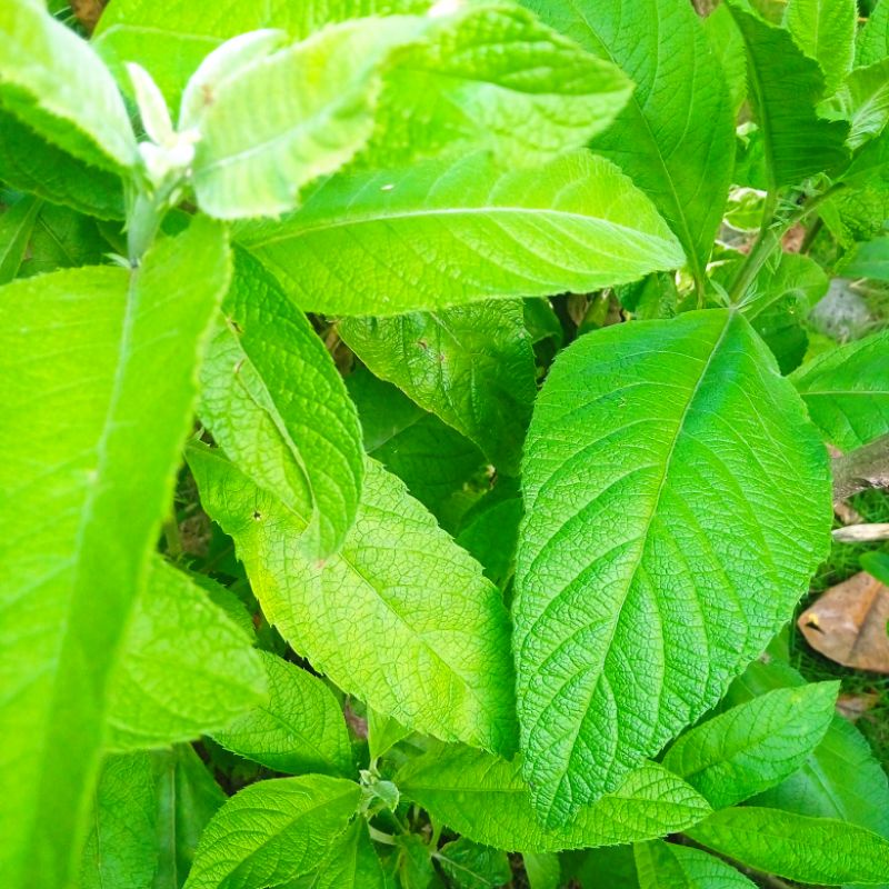 Sambong Fresh Leaves (100 pcs) | Shopee Philippines