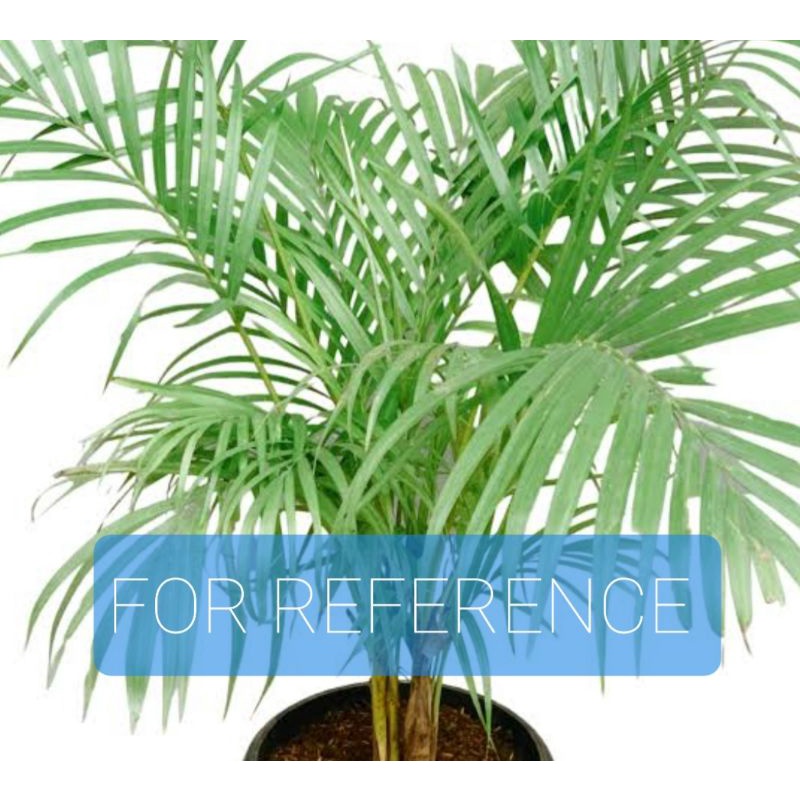 PALMERA PALMERA PALMERA | Shopee Philippines