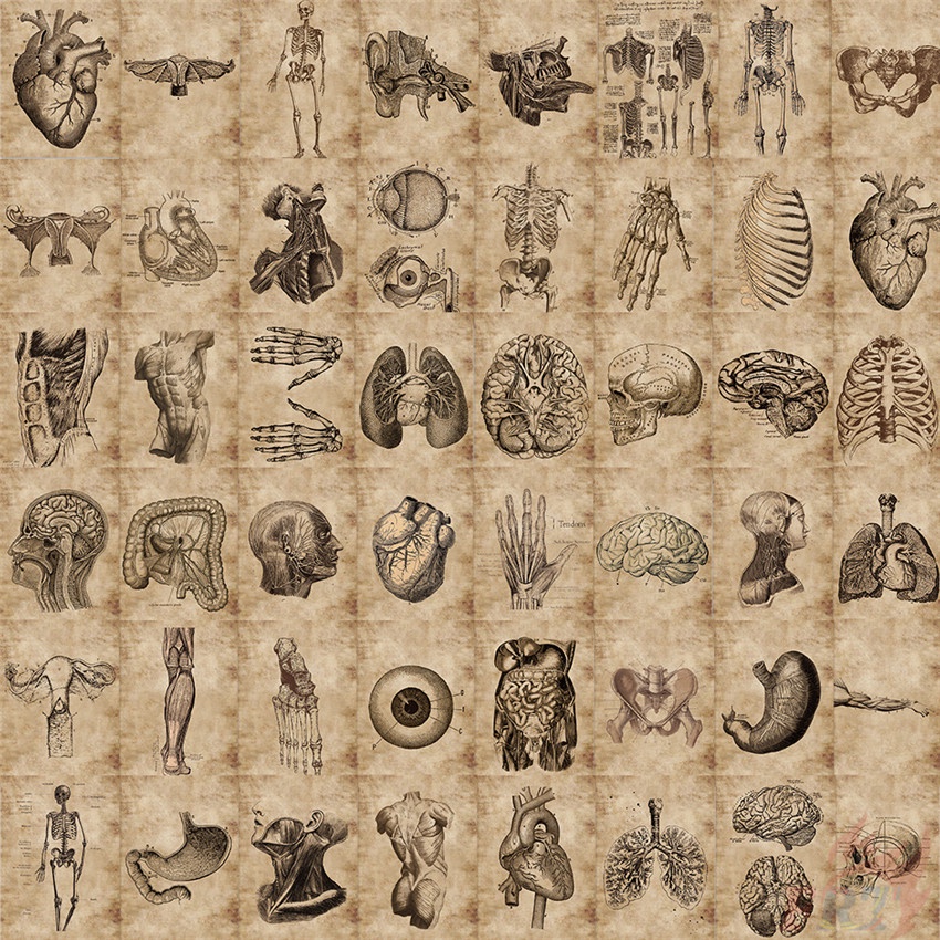 Retro Human Anatomy Art Series 01 Stickers 55Pcs/Set DIY Waterproof ...