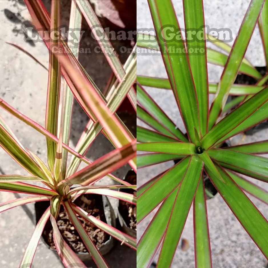 Dragon Tree or Dracaena Marginata (Rooted, with soil) | Shopee Philippines
