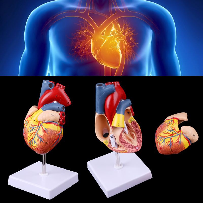 Disassembled Anatomical Human Heart Model Anatomy Medical Teaching Tool ...