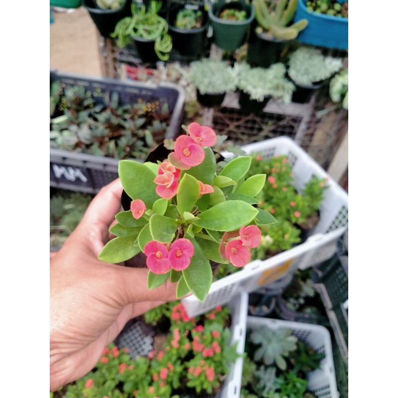 Piti Mini Euphorbia Luzon and Visayas only) | Shopee Philippines