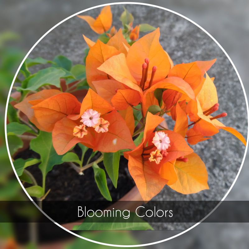 Green Leaf Bougainvillea Stem Cuttings (1 stem, no roots) | Shopee ...