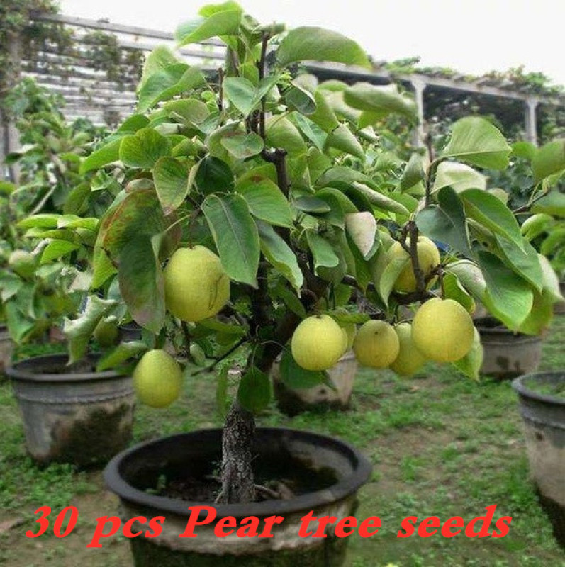 10pcs Mini Pear Tree Small Fruit Potted Plant High Germination healthy ...