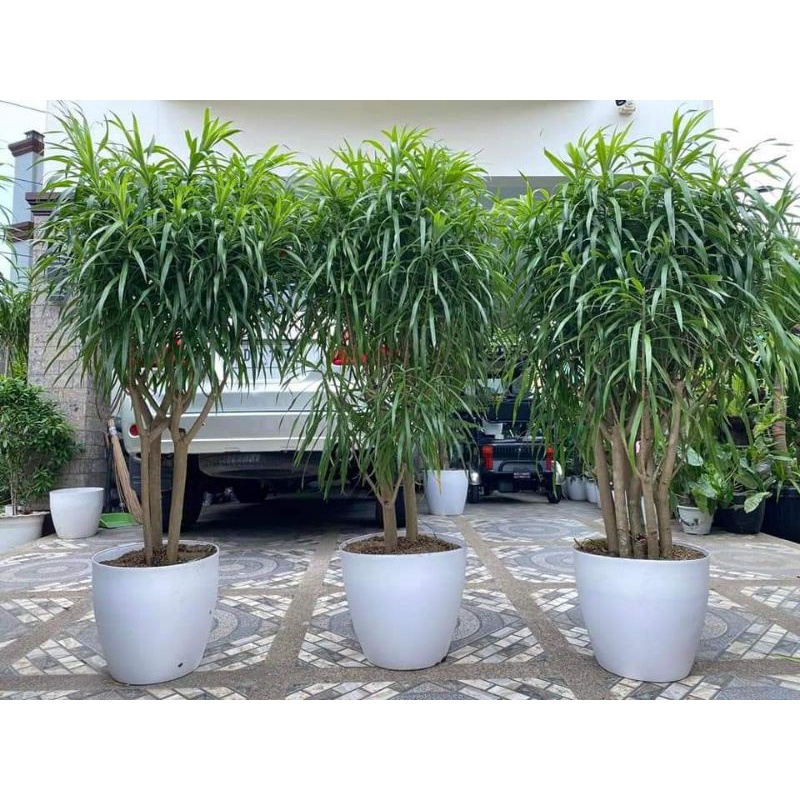 ELEGANT WHITE BLACK GOLD POTS FOR INDOOR AND OUTDOOR PLANTERS FOR ...
