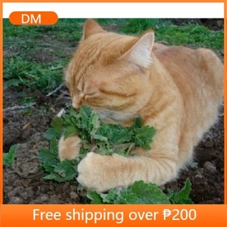 Shop catnip plant for Sale on Shopee Philippines