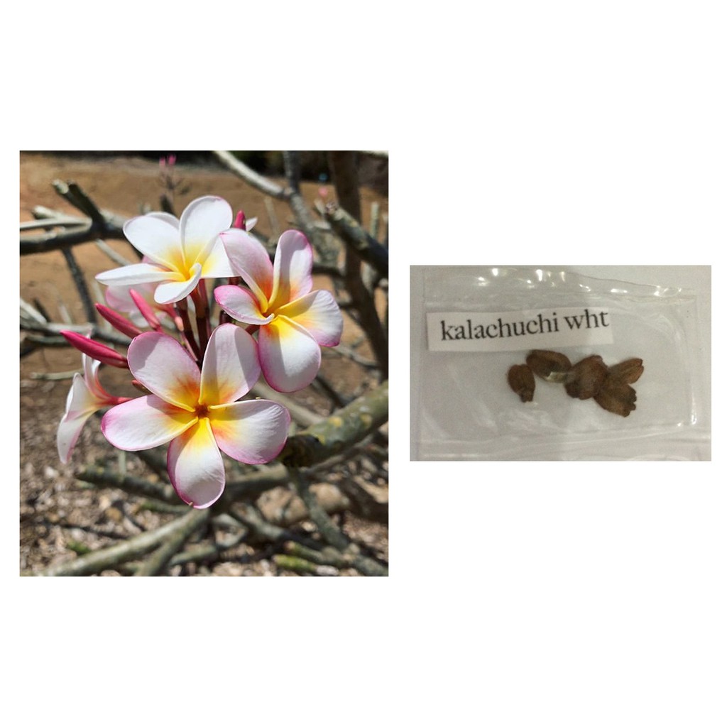 kalachuchi plumeria flower tree seeds frangipani | Shopee Philippines