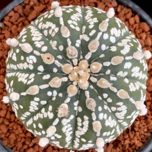 COD Blooming size Rare Super kabuto Cactus Plant | Shopee Philippines