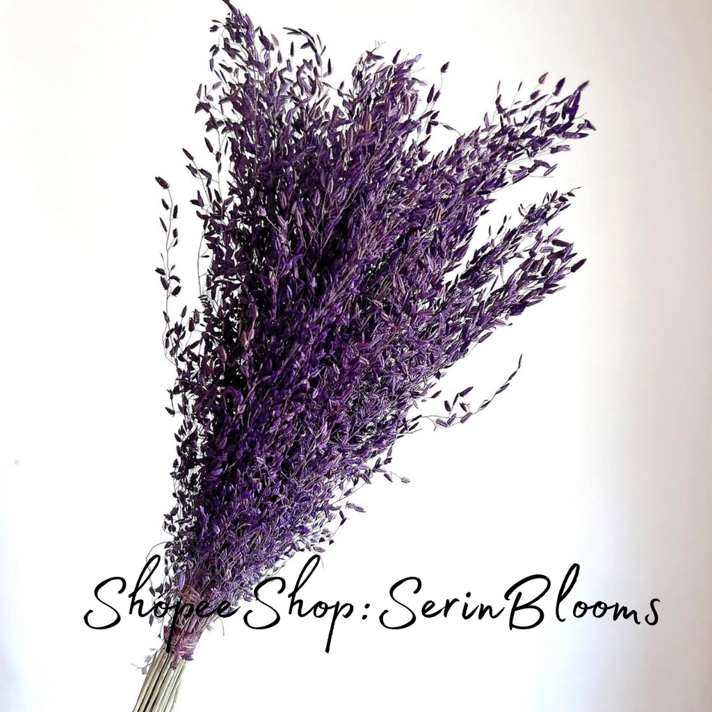 Local Dried Misty Grass sold per bundle | Shopee Philippines