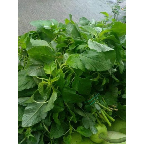 Spinach Kulitis Seeds for planting (50 Seeds) | Shopee Philippines