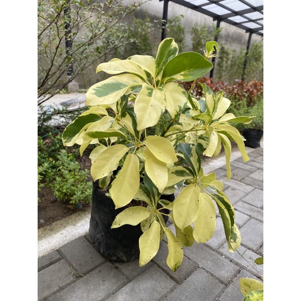 Schefflera Gerda Variegated (ESTABLISHED) | Shopee Philippines