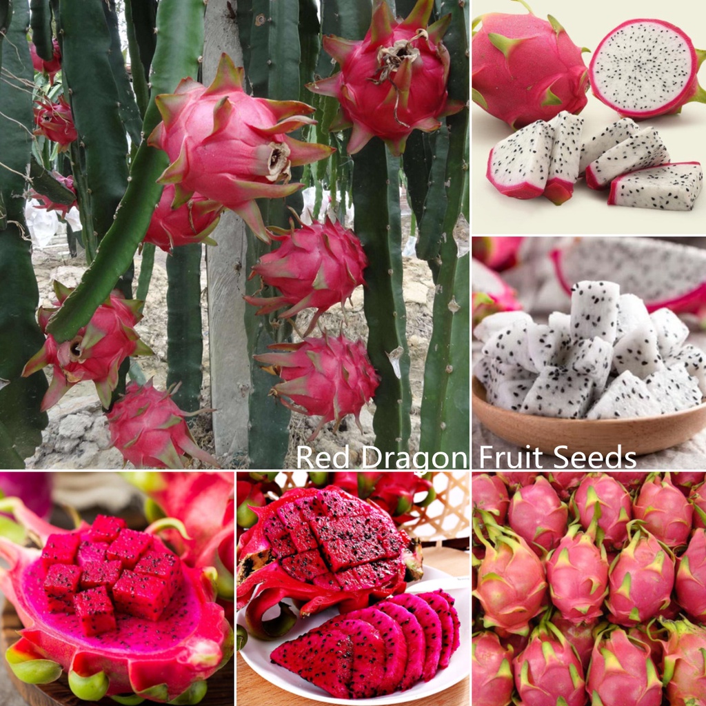In Philippines Hybrid Sweet and Delicious Red Pitahaya Seeds Fresh Red ...