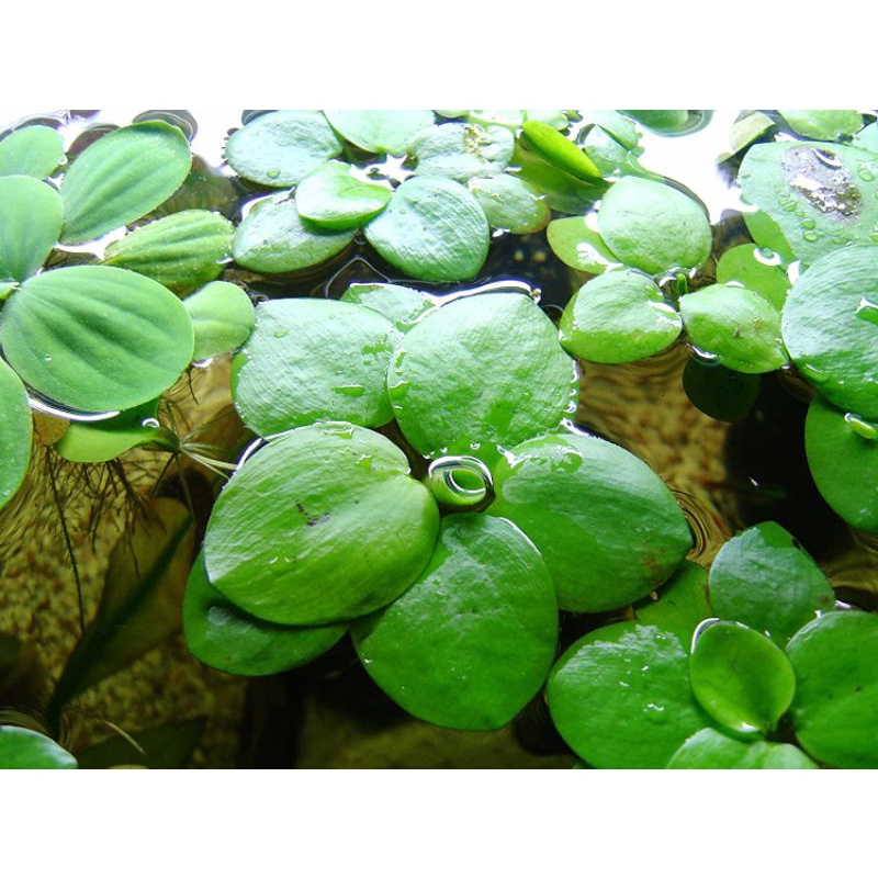amazon frogbit floating plant 8pcs | Shopee Philippines