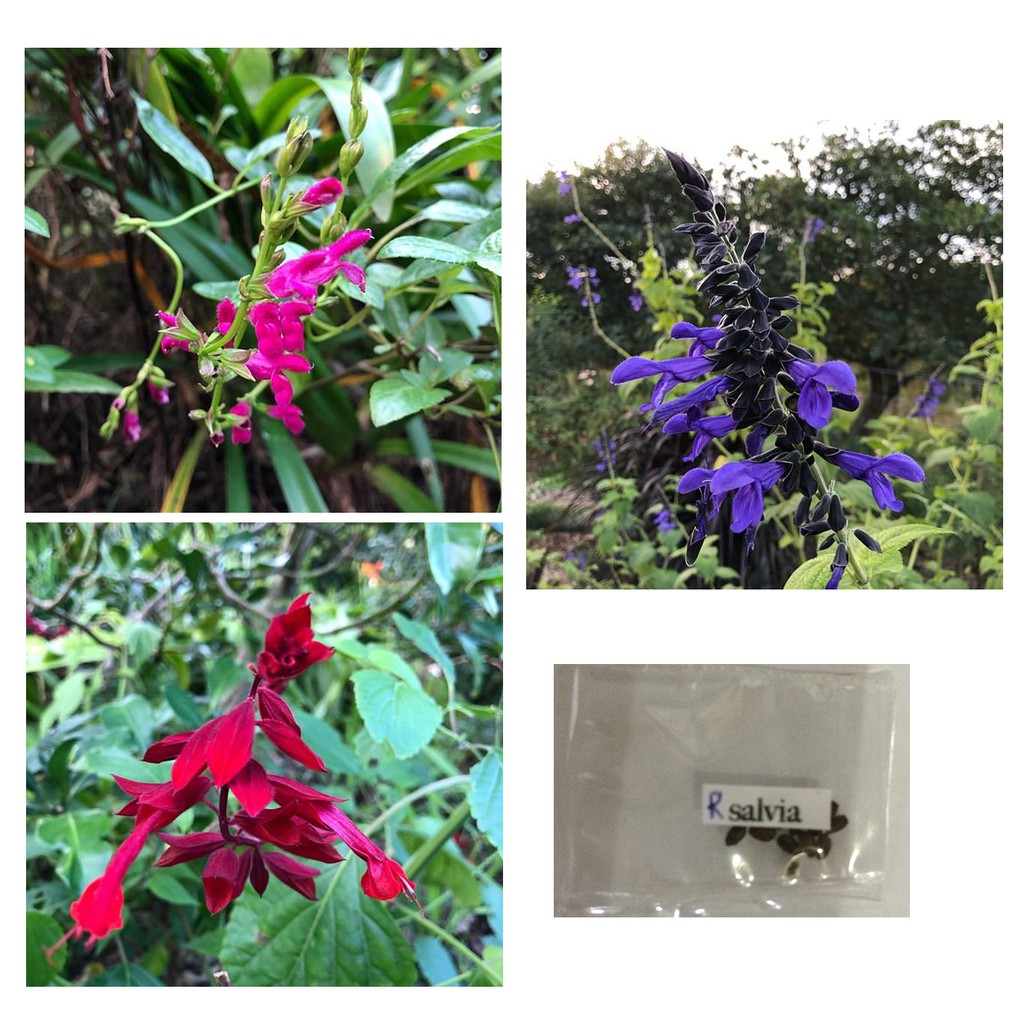 Tricolor clary sage salvia flower plant seeds | Shopee Philippines