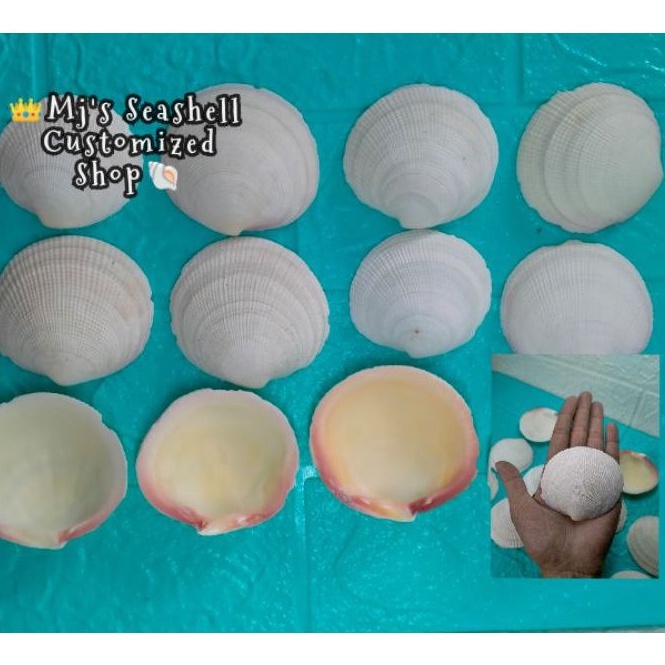 Codakia Tigrina-Pacific Tiger Lucina clam shell | Shopee Philippines