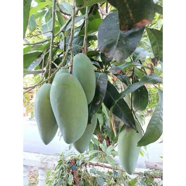 Local Mangga Nam Dok Mai & Taiwan Hybrid Limited each order by 2kg ...