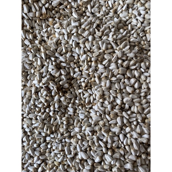 SAFF FLOWER SEEDS 1kg / 500g /250g | Shopee Philippines