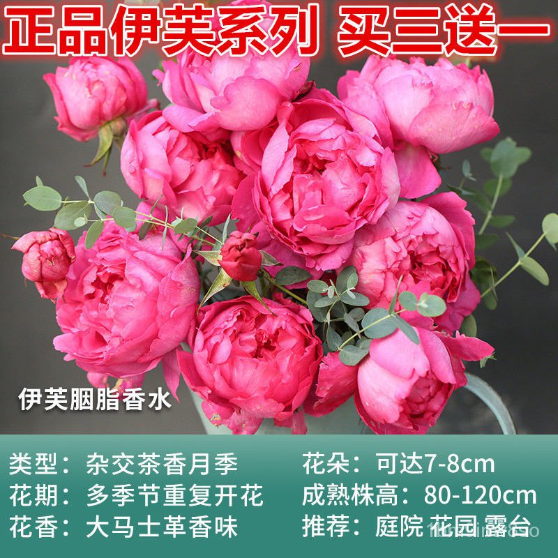 Potted Yifu Series Chinese Rose Earl Big Flower Chinese Rose Flower ...