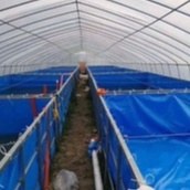 LVJU Custom Shrimp Farming Pond Waterproof Pvc Tarpaulin 10000 Liter ...