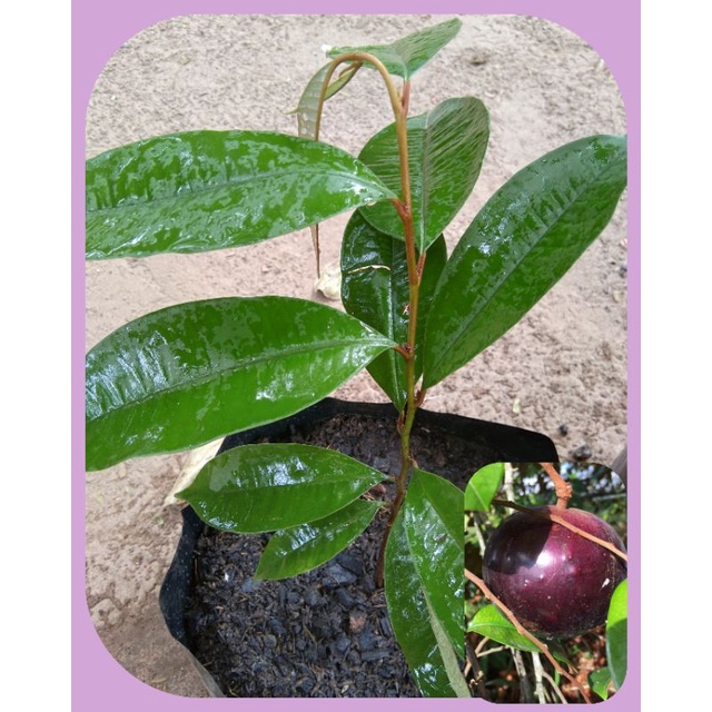 Caimito / Star Apple Plant (Purple) | Shopee Philippines