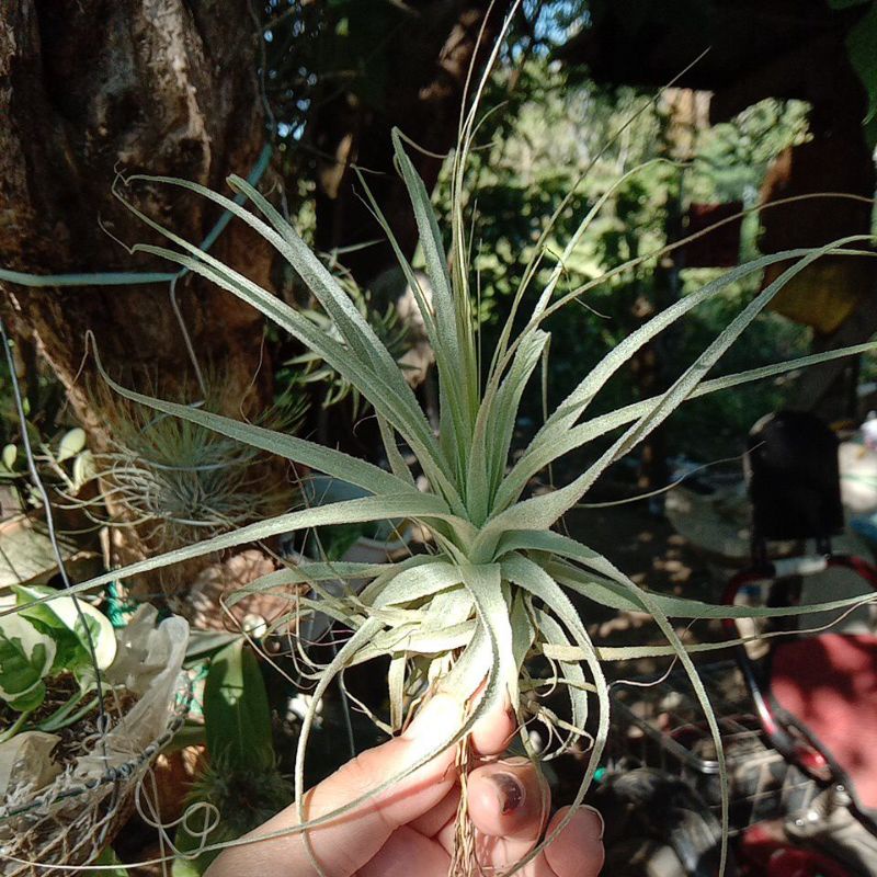Tillandsia Gardneri AIRPLANT (2 sizes available) | Shopee Philippines