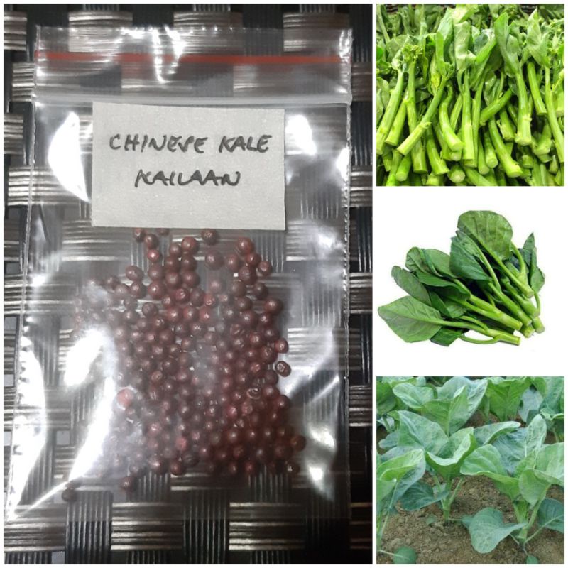Chinese Kale or Chinese broccoli Seeds | Shopee Philippines