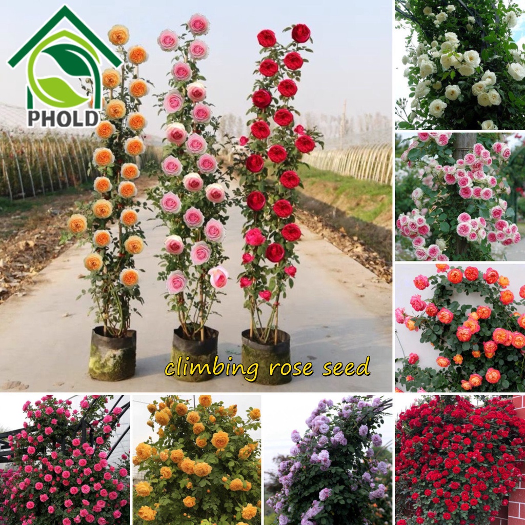 10PCS Colorful Climbing Rose Seeds for Planting Gardening Flower Seeds ...