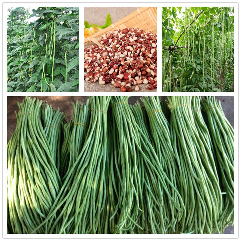 5pcs Long bean Seeds Home Garden Delicious Vegetables Plant Sayur ...
