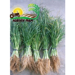 Paragis whole plant/ paragis with roots (400 grams) | Shopee Philippines