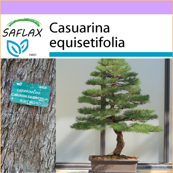 -Bonsai-Sea Iron Wood-200 Seeds-Casuarina-Bonsai-Kayu Besi Laut-200 ...