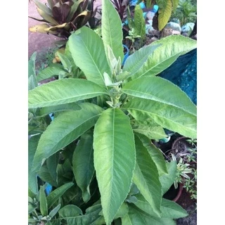 Shop sambong leaves for Sale on Shopee Philippines