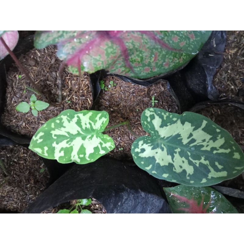 Available live plants (Army caladium) | Shopee Philippines