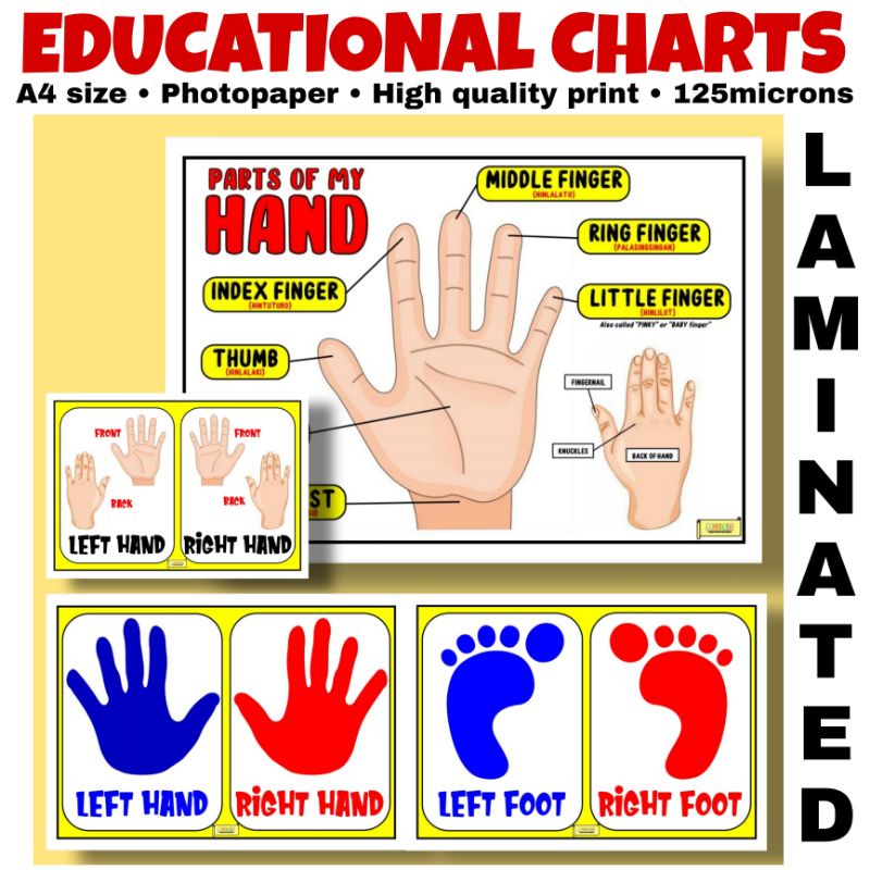 Parts of the Hands Left & Right Hand Left & Right Foot Laminated Chart ...