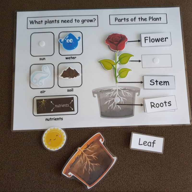 Parts of a Plant Laminated with velcro | Shopee Philippines