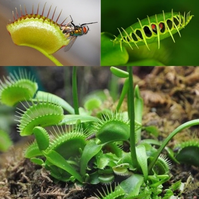 50 PCS Rare Insectivorous Plant Mini Venus Flytrap Seeds Bonsai Interesting Flower Plants Pokok ...