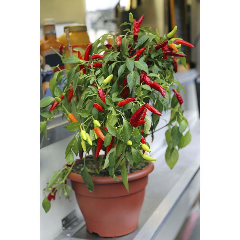 HIGH QUALITY SILI SEEDS (Siling Labuyo/Demonyo/Taiwan, Bell Pepper ...