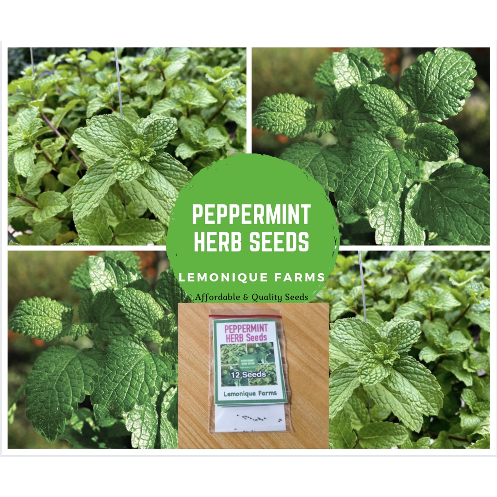 Peppermint Herb Seeds | Peppermint Seeds | Shopee Philippines