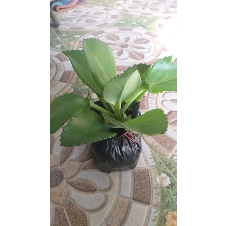 Katakataka (in polybag) | Shopee Philippines