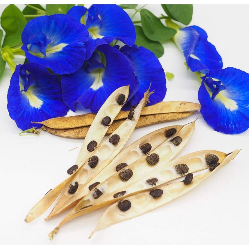 Blue ternate(Blue butterfly pea) Flower Seeds, 10 Seeds | Shopee ...