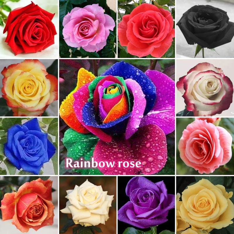 100 Seeds/bag Rainbow Rose Seeds Flower Seeds Home Garden Halaman Rare ...